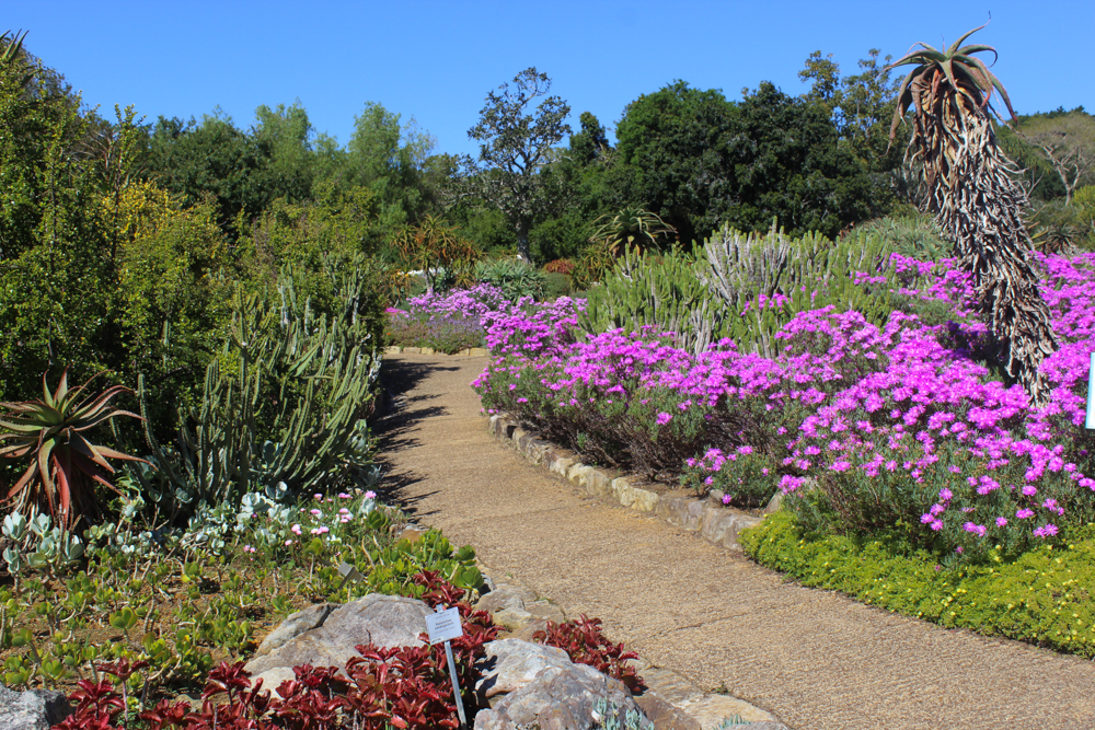 5 things you should now about Kirstenbosch Botanical Garden in Cape ...