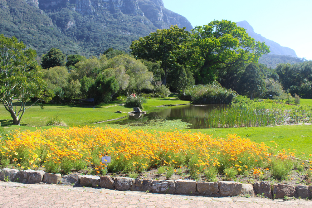 5 things you should now about Kirstenbosch Botanical Garden in Cape ...