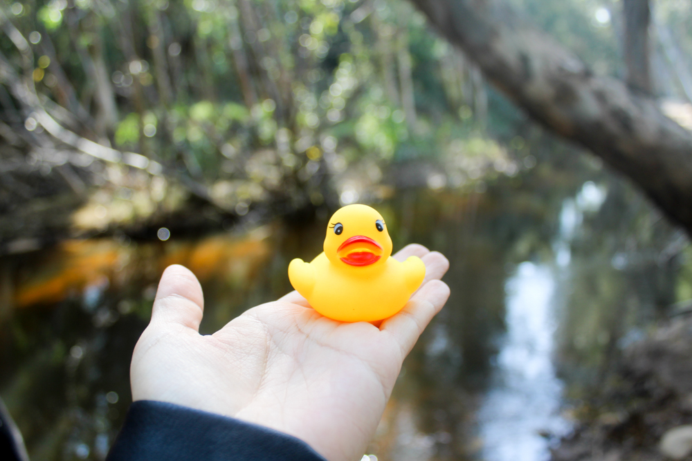5 razones para ir al “Día en la carrera de patos” en Tulbagh, Sudáfrica